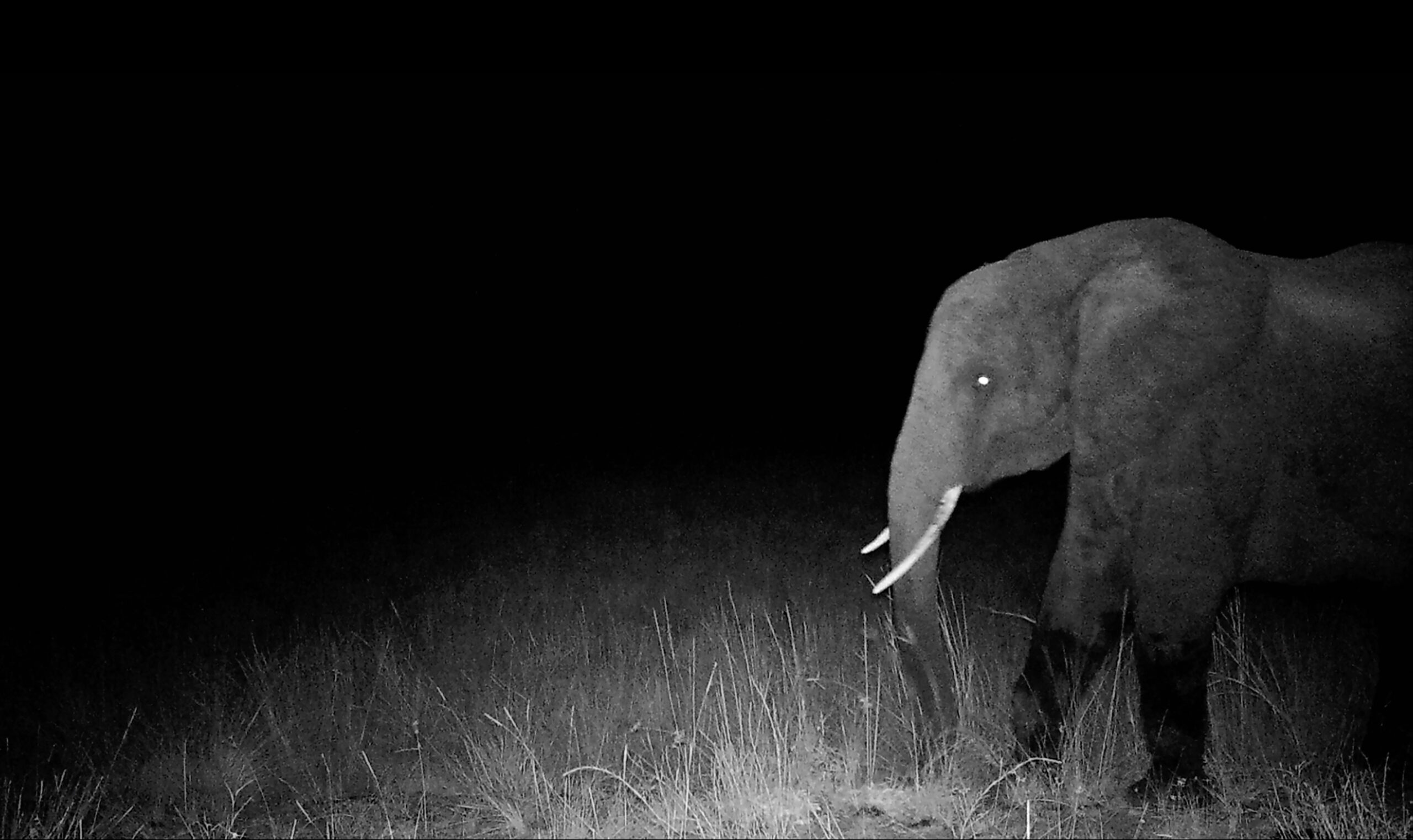 Chasing Angola’s Ghost Elephants in the Highlands - AMFM Magazine.tv